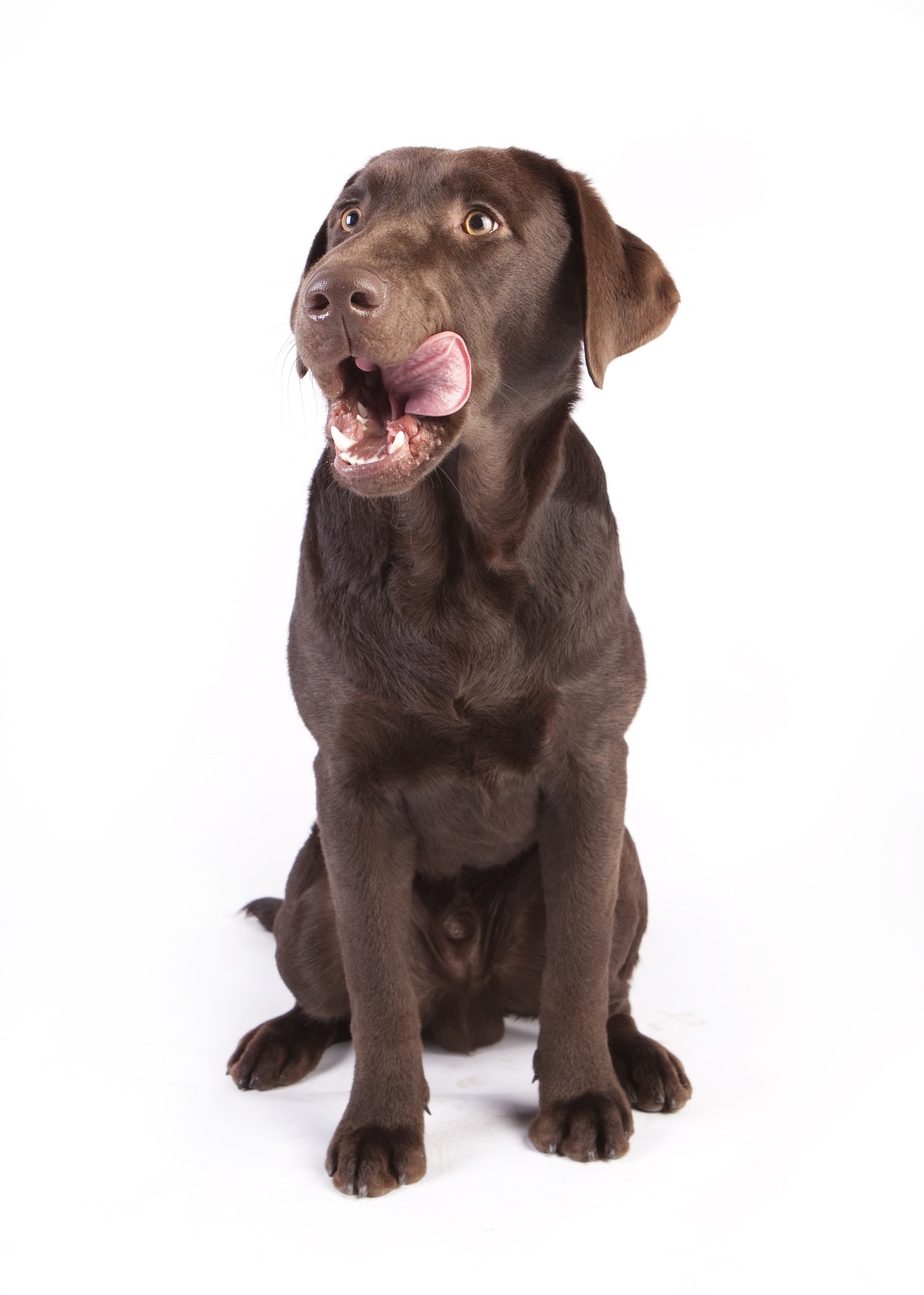 Non à la gamelle! - Only Pawsitive Solutions